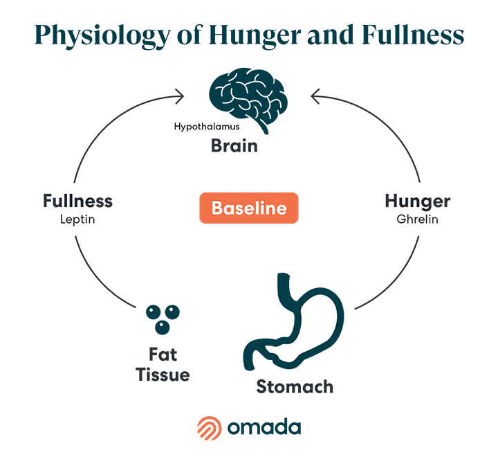 The Science Behind Why Dieting Doesn’t Work | Omada Health